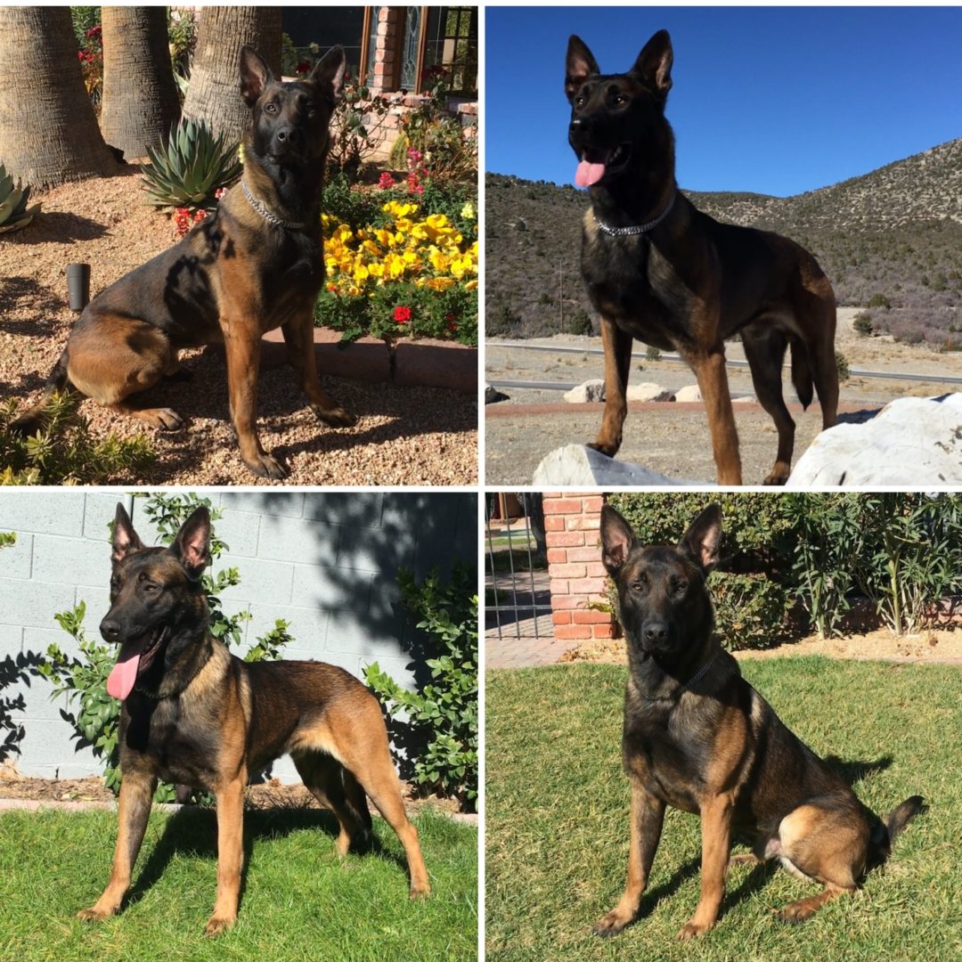 Cigo-Protection-k9s-For-Sale-Command-Dogs-Las-Vegas - Command Dogs