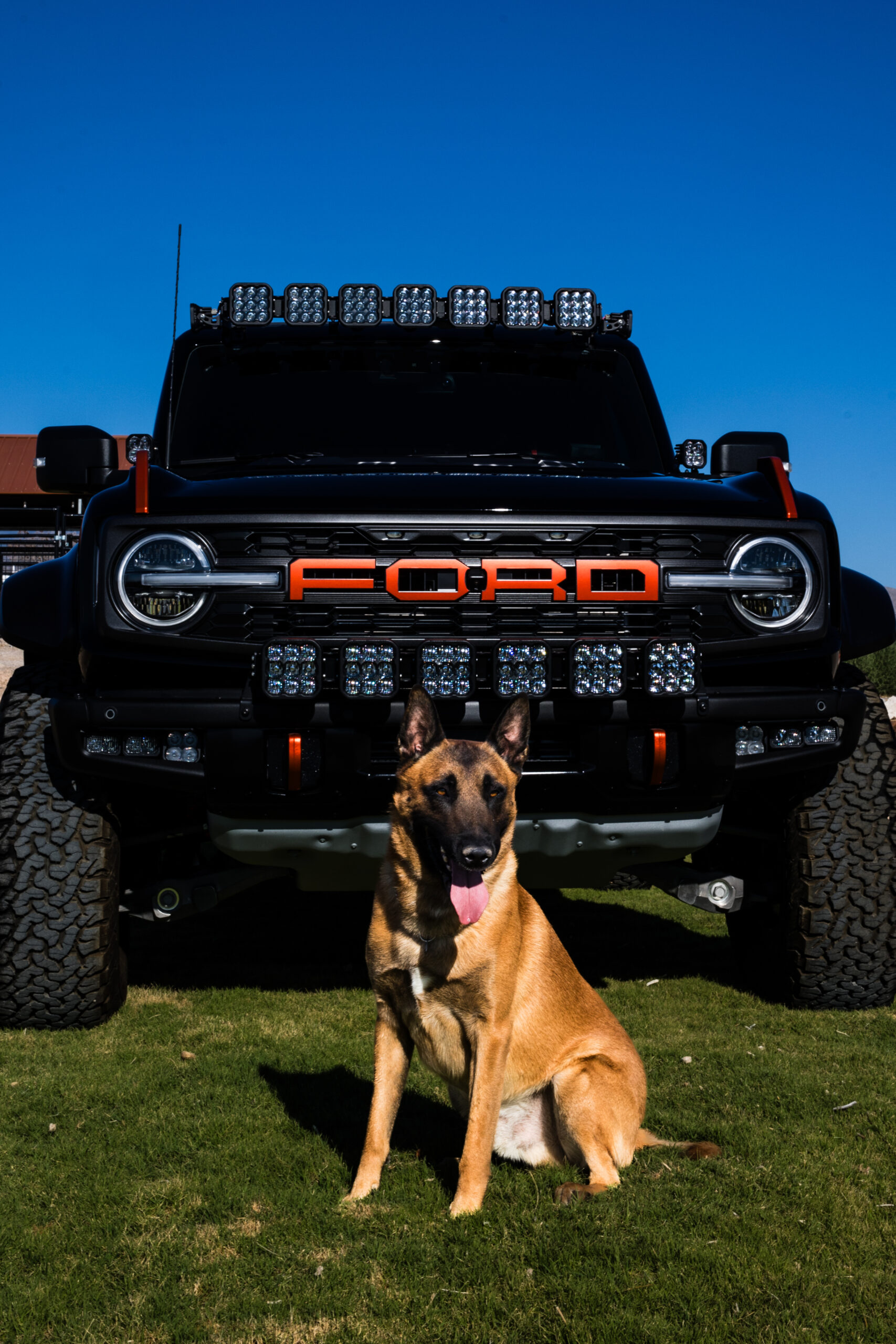 Training Dogs For Sale - Command Dogs