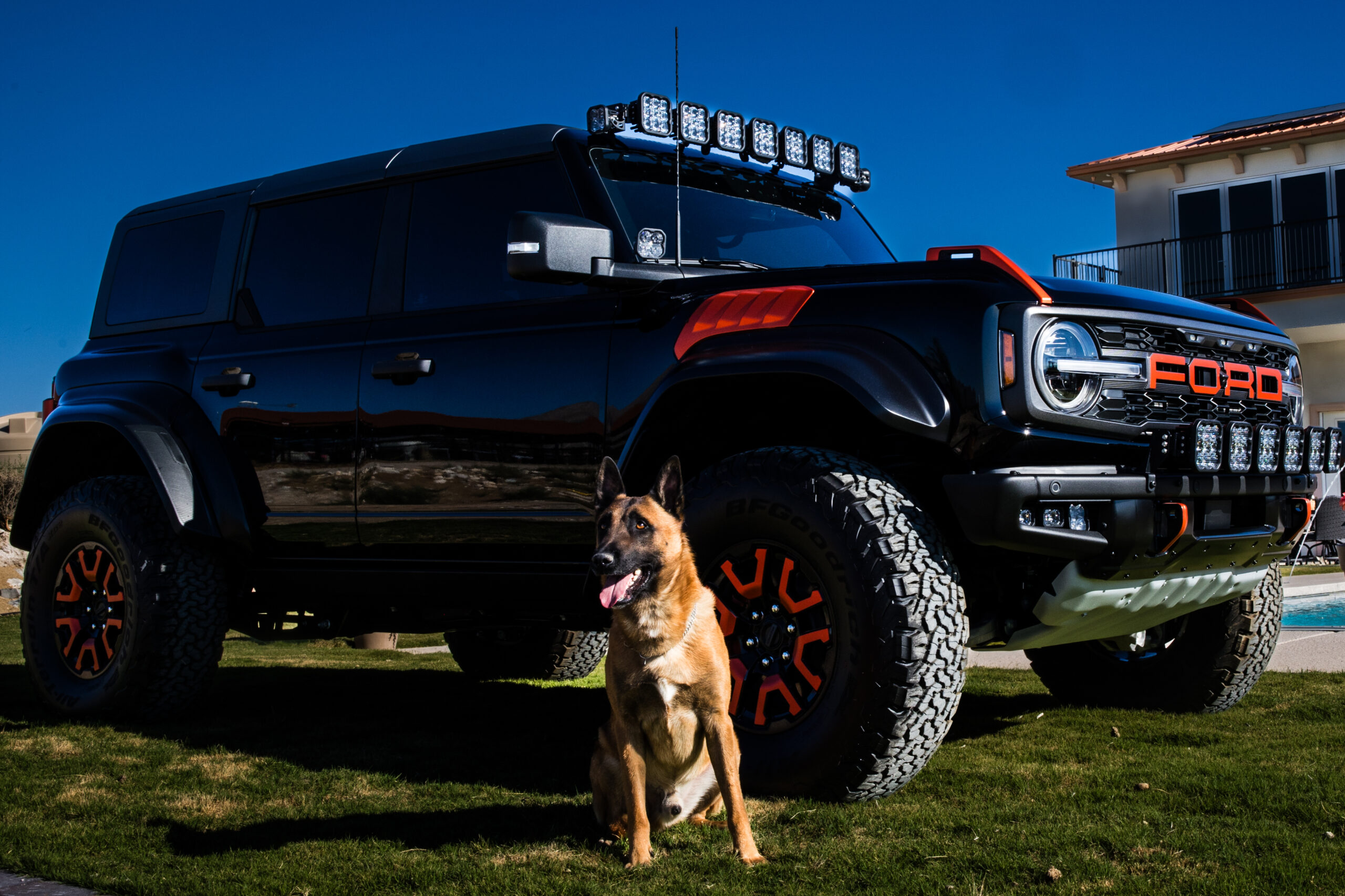 Training Dogs For Sale - Command Dogs